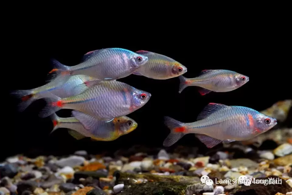 The biodiversity of Langshan Mountain: Fish World | Langshan Mountain ...